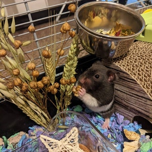 Flax Spray Dried Flax Stems Hamster Flax Bird Flax Hamster - Etsy UK