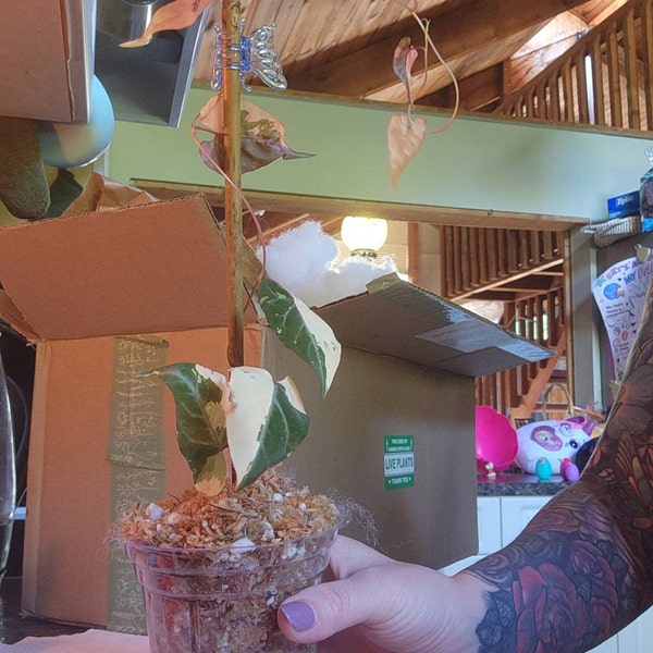 Fallopia Multiflora Variegated; Albo Reynoutria - Exact Plant; Multiple ...