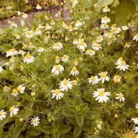 HEAVEN BLUE MILKWEED Tweedia Seeds - Rare Blue Milkweed / Blue Milkweed ...