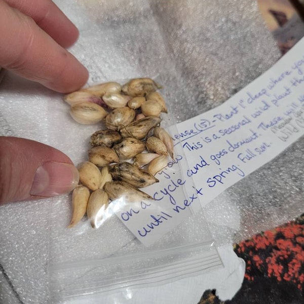 Wild Huckleberry 100 Seeds Wildlife Food - Etsy