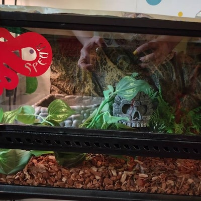 Customizable Name Ball Python Snake Vinyl Decal READ - Etsy