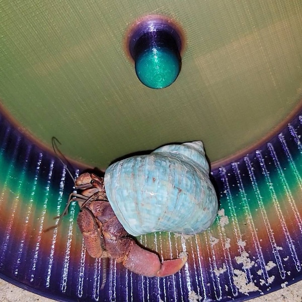 The Original 3D Printed Hermit Crab Wheel: Merry-go-round, 3-8 Inch - Etsy