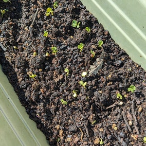 Cherokee, North Georgia Candy Roaster Squash . Cucurbita Maxima - Etsy