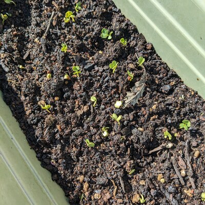 Extra Spirits Smudging Sage Fan - Etsy