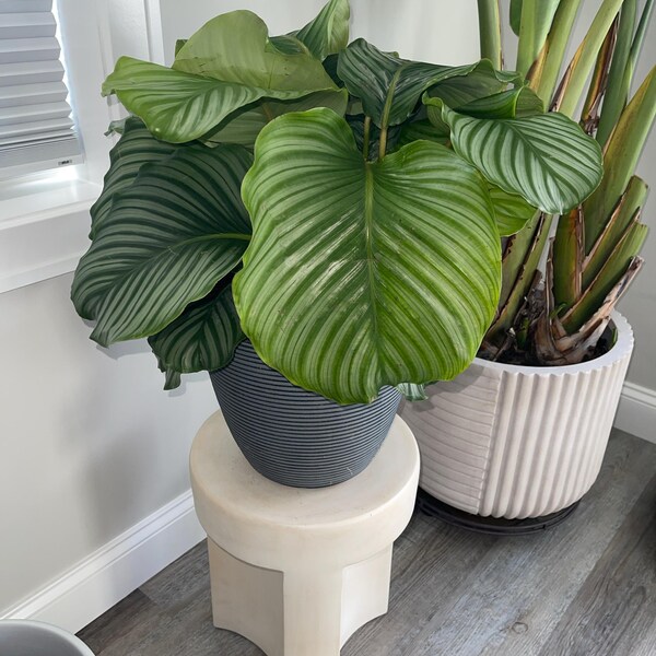 Mican Philodendron Velvet Leaf Philo Indoor & Outdoor Live Tropical ...