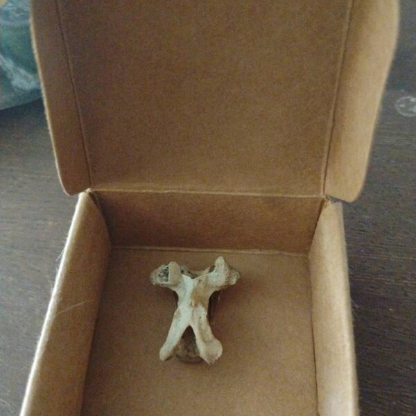 Bird Bone Box - Etsy