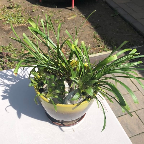 9 Liriope Plants: Lily Turf Monkey Grass, Easy Grow Perennial ...