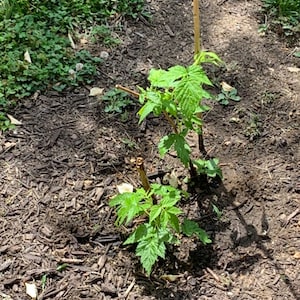 Golden-raspberry-plant-anne-non-gmo-buy-4-get-1 - Etsy