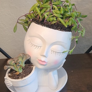 Tillandsia Stricta Iridescent Air Plants - Etsy