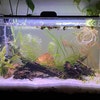 Tank One, Various Live Aquarium/aquatic/background/midground/foreground ...