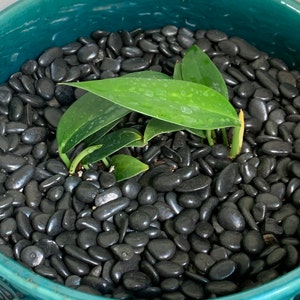 Rhaphidophora Decursiva dragon Tail Starter Plant - Etsy