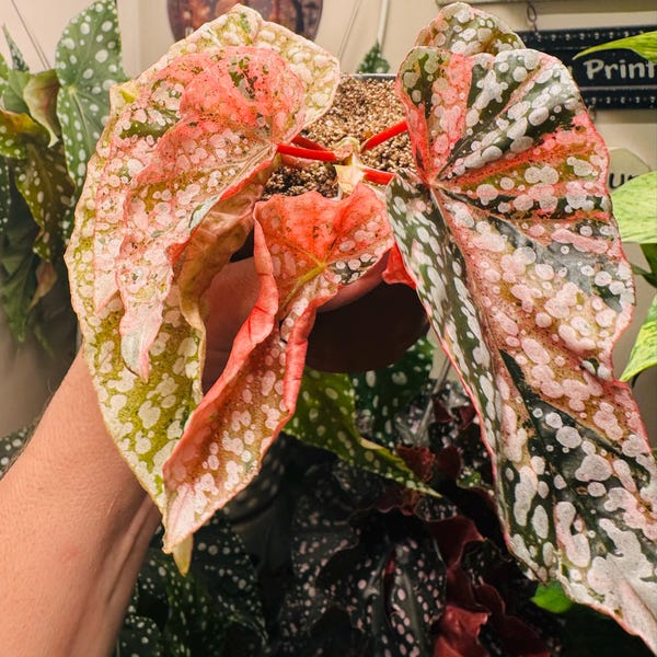 Extremely Rare Pink Variegated Snow Capped Begonia 4'' Pot Unique ...