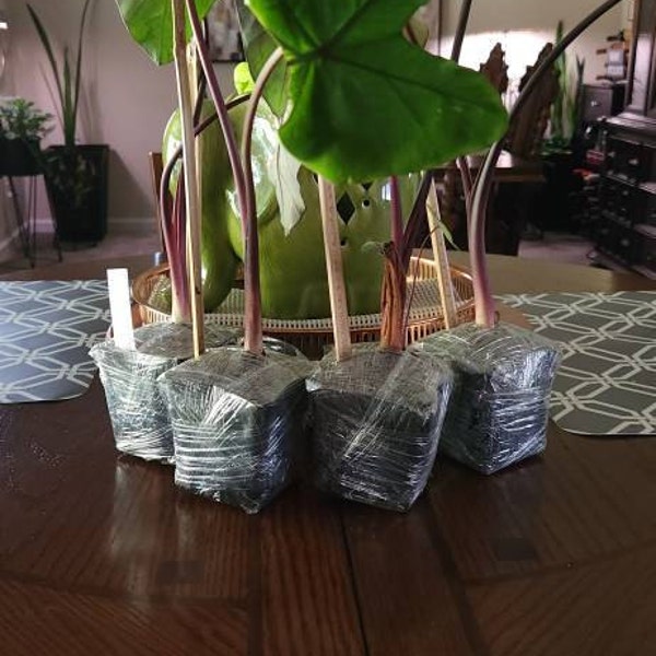 3 Musa poquito Banana Tree/ Banana Tree in 4 Inch Cups one Plant per ...