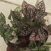 Scindapsus Pictus Platinum Java - 6" From Myplants - Etsy