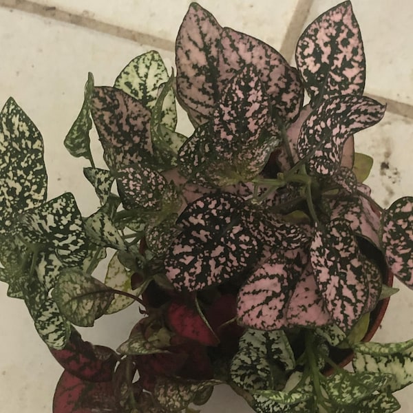 Scindapsus Pictus Platinum Java - 6" From Myplants - Etsy