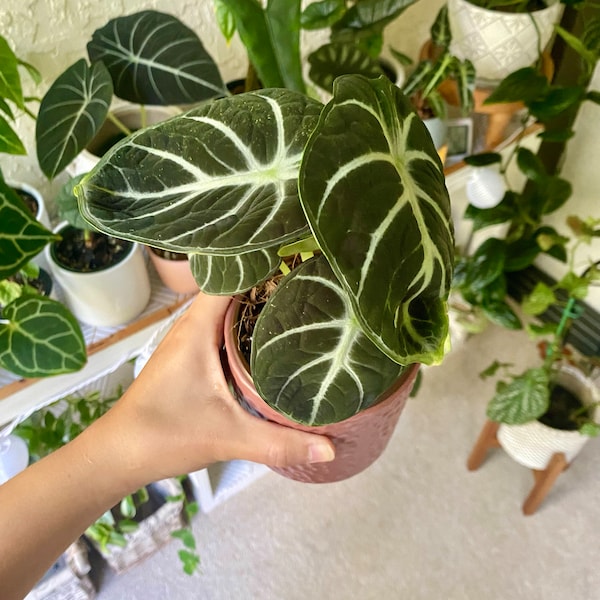 Alocasia Ninja : Indoor Plants - Easy Care Houseplant - Starter Plant ...