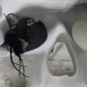 Magnetic Jumping Spider Mantis Staircase - Etsy