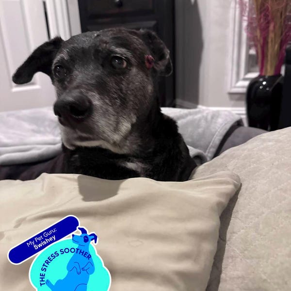 DECAL - I Love Feral Cats - 4x6 Oval - TNR - Trap Neuter Return - Cat ...