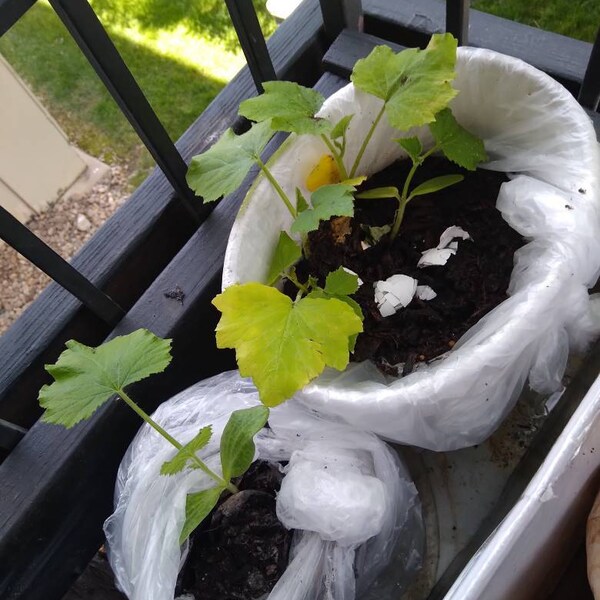 Scarlet Sage Seeds 100 Salvia Coccinea Herb NON-GMO PERENNIAL - Etsy