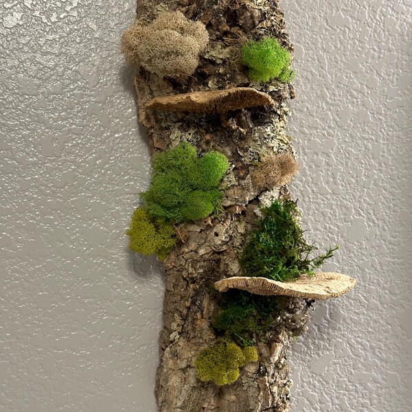 Floating Forest Art Gift, Moss on Cork Bark Natural Wall Decor ...