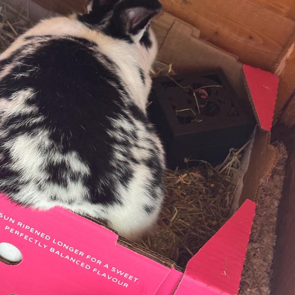 Enrichment Snack Puzzle for Rabbits and Guinea Pigs Boredom Breaker ...