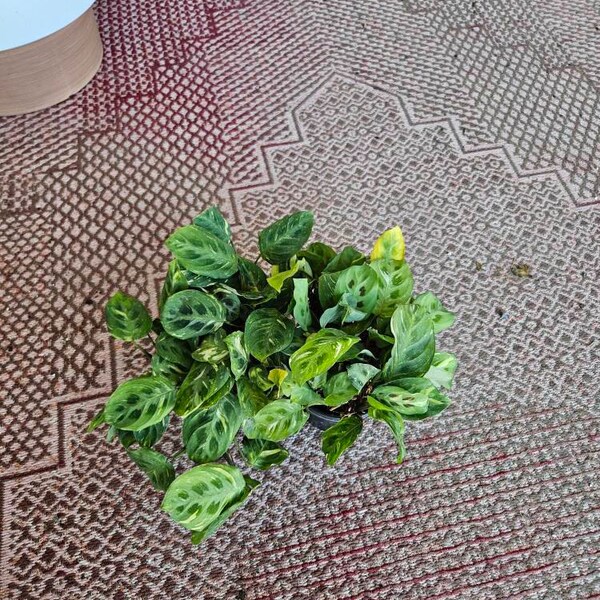 Maranta Variegated in a 4" Pot, Prayer Plant Maranta Leuconeura ...
