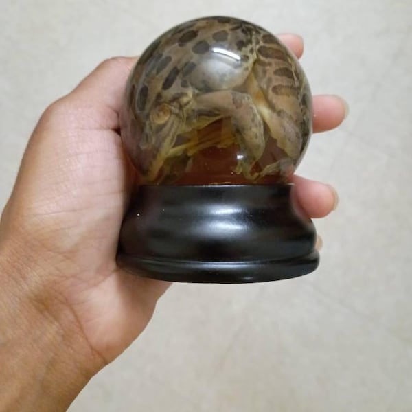 Real Red Octopus Tentacle Wet Specimen | Octopi Ethical Taxidermy ...