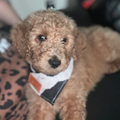 Pomsky or Select Different Breed Outline 1 1/4 - Etsy