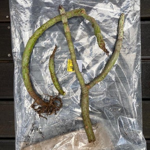 Flame Tree Seed Pods - Etsy