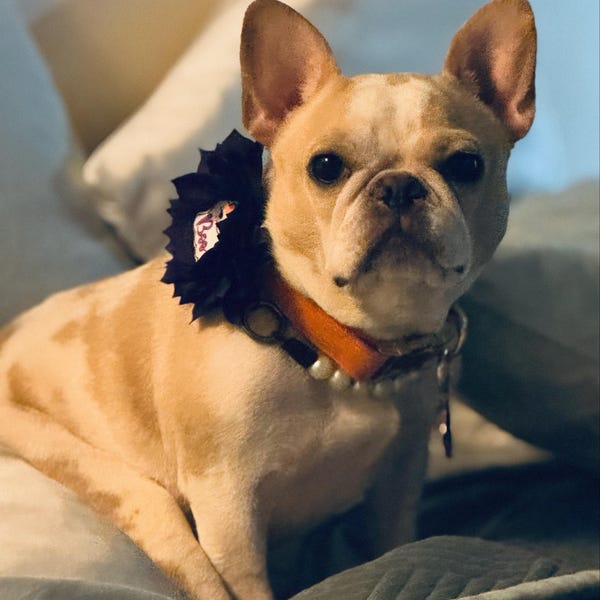 Personalized Lavender Corduroy Harness Collar Leash Bow Tie Bag Set ...