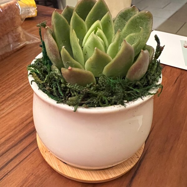 Build A Box Item - Lavender Sachet - Aromatherapy - Dried Lavender ...