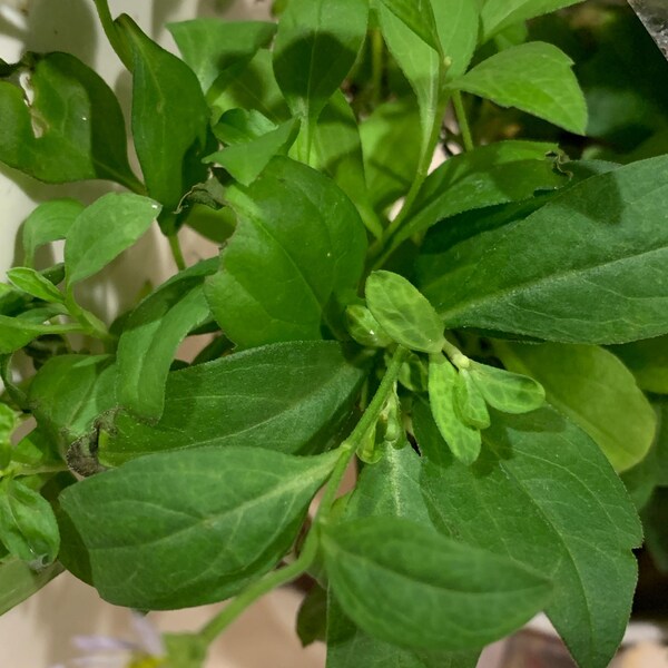 Indian Aster /indian Kalimeris / Malan (马兰头), Chinese Herb, 10 Rooted ...