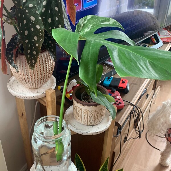 Variegated Monstera Wet Stick -this Wet Stick Selected Randomly From ...