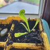 Cucamelon Seeds Heirloom, Open Pollinated, Non GMO Grow Indoors ...