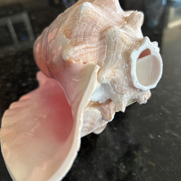 Large Bahama Queen Conch Shell Horn Trumpet (pink) 7"+ - Etsy