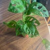 Peperomia Orba Teardrop Plant 4-6in - Etsy