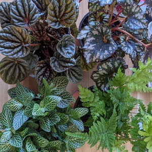 Houseplant Variety Pack 4 Plants 4 Potseasy Care assorted Tropical ...