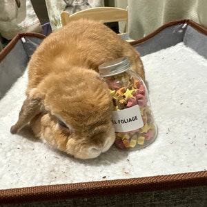 Bunny O's Cereal Treat, Rabbit Fruit Loops Inspired Treat, Small Animal ...