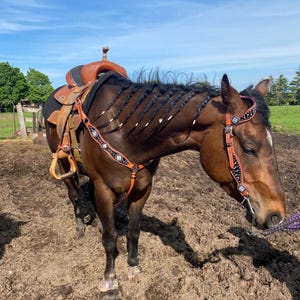 Blue Dragon Tack Set - Etsy