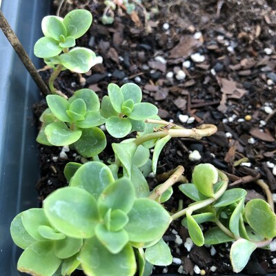 Ajuga Feathered Friends fierce Falcon Plant in 3 1/2 Pot Perennial ...