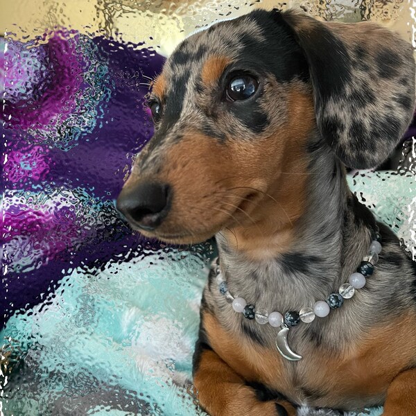 Custom Dog Collar, Crystal Cat Collar, Crescent Moon, Reiki Jewelry ...