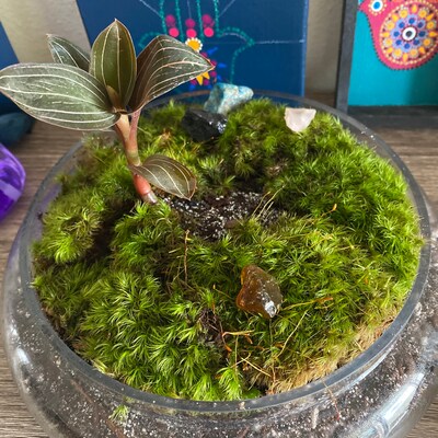 Live Frog Moss Mood Moss Pads Dicranum for Terrarium or Vivarium Quart ...