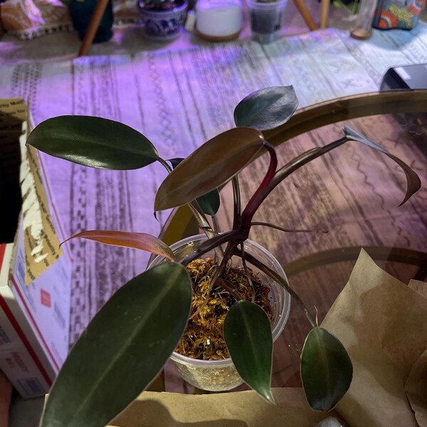 Copper Plated Sycamore Leaf. Copper Electroformed Leaf With Force ...