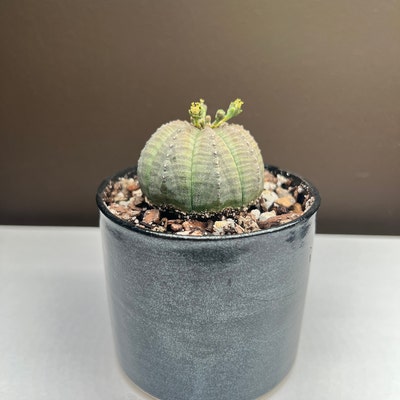 Hildewintera Colademononis Monkey Tail Cactus Seeds Super Furry Hybrid ...