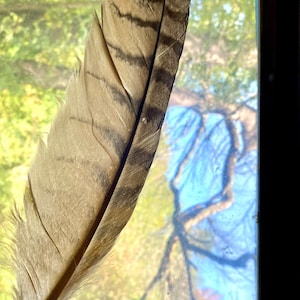 Naturally Molt Feather. Cruelty Free. - Etsy
