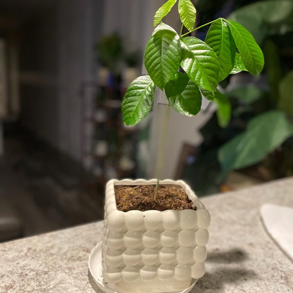 Spanish Lime Genip Guinep Ginepa Limoncillo Mamoncillo Fruit Seedling ...