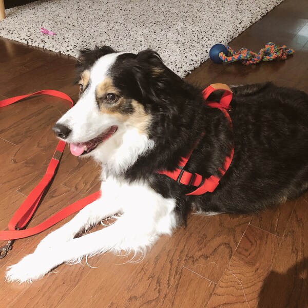 Lof Training Dog Harness With Handle, Designed to Fit Dogs Body Best ...