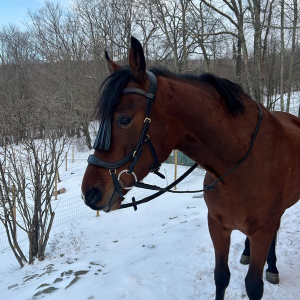Anatomical French Bridle Lazypony With Reins, Leather Custom Bridle ...