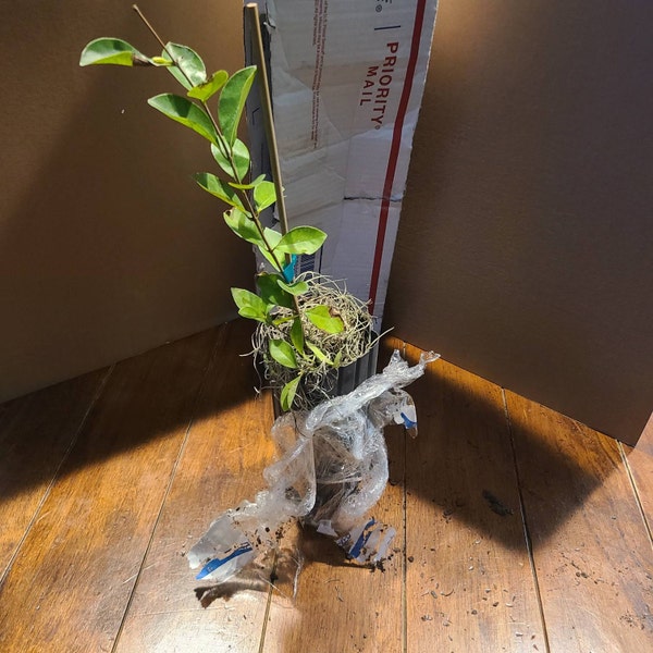 Lemon Guava Tree (psidium Littorale) 12” in Tall in 4” in Pot - Etsy