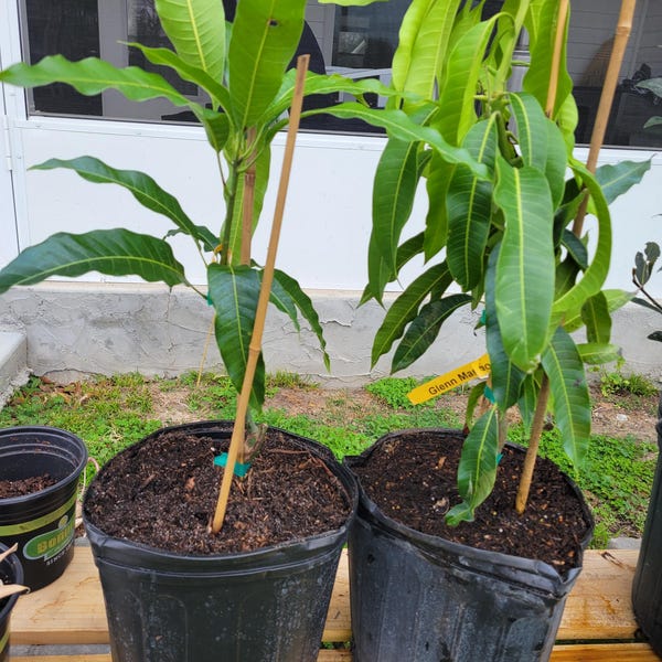 Rare Dwarf Green Malayan Costa Rican Certified Sprouted Coconuts (buy ...